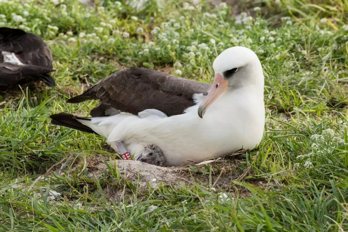 Qhov qub tshaj Albatross muaj me nyuam qaib dua hauv lub ntiaj teb: video