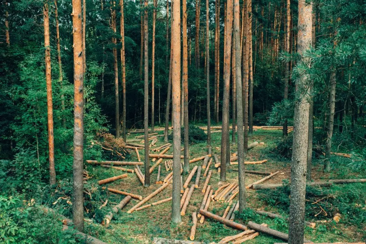 Първата страна в света, който изоставени рязане на гората