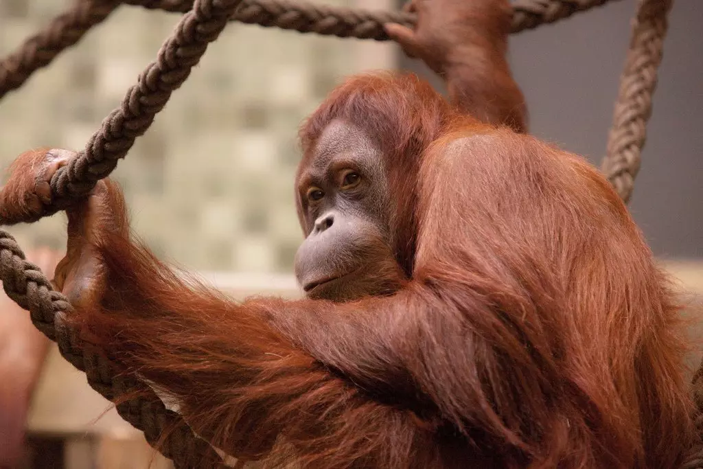Video: female imbento hammock ni Orangutan