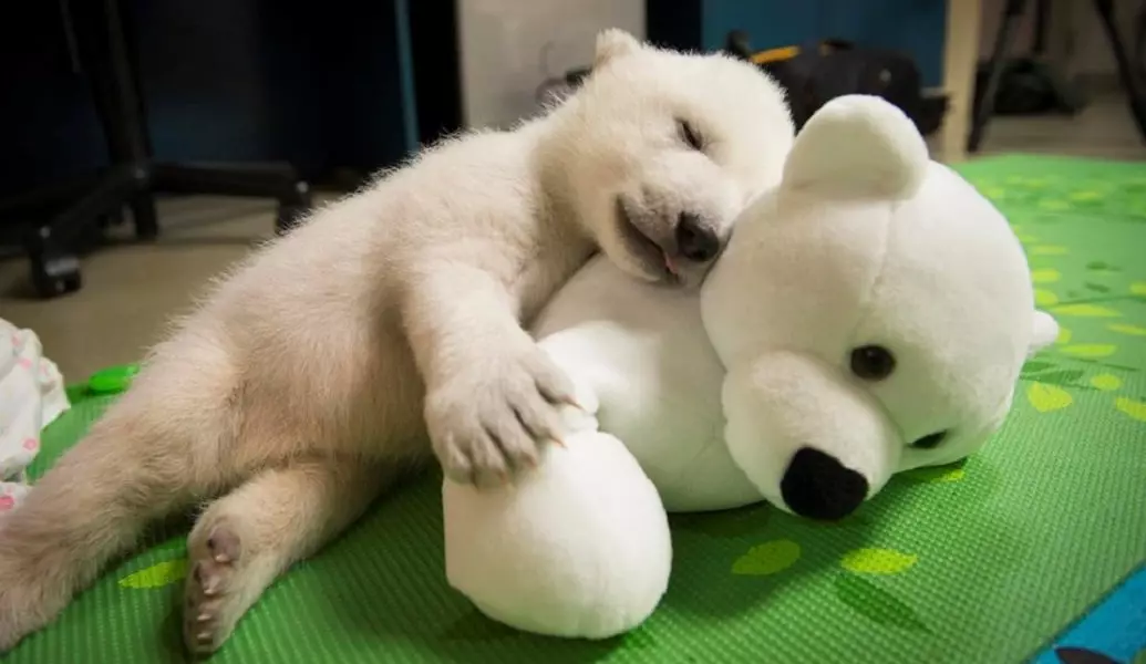 Video: Kako beli medved se povečuje