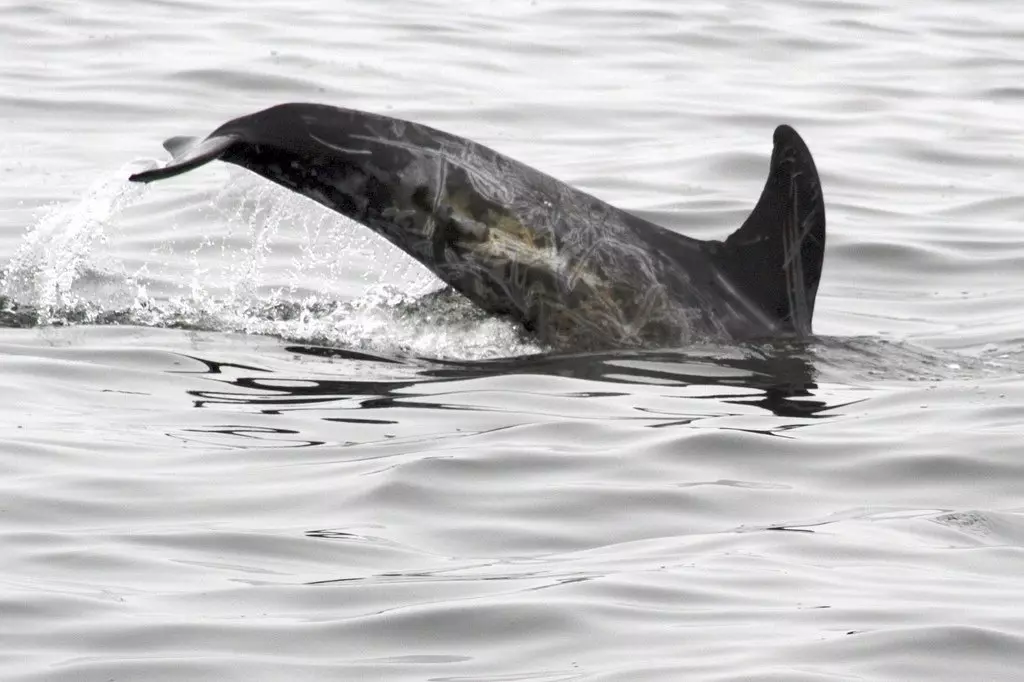 Дельфин Альбино Калифорния жағалауынан көреді