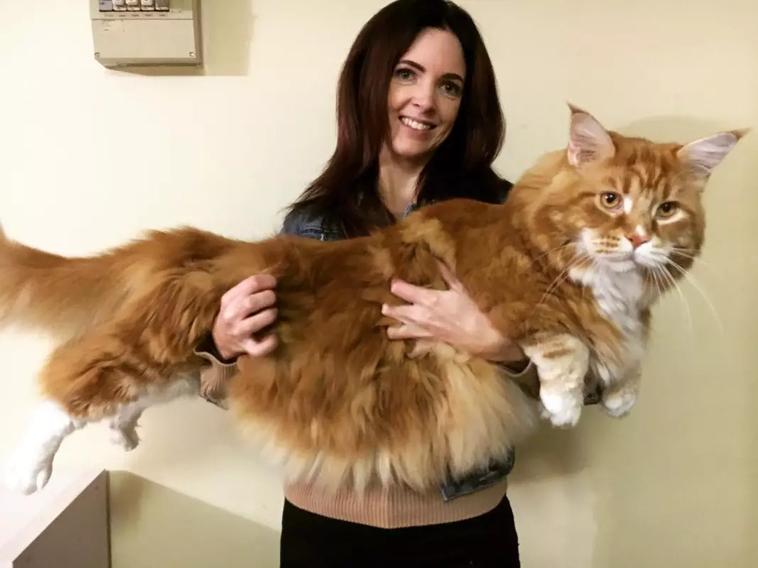 Pushkat gjigante Cat në Librin e Guinness: Video