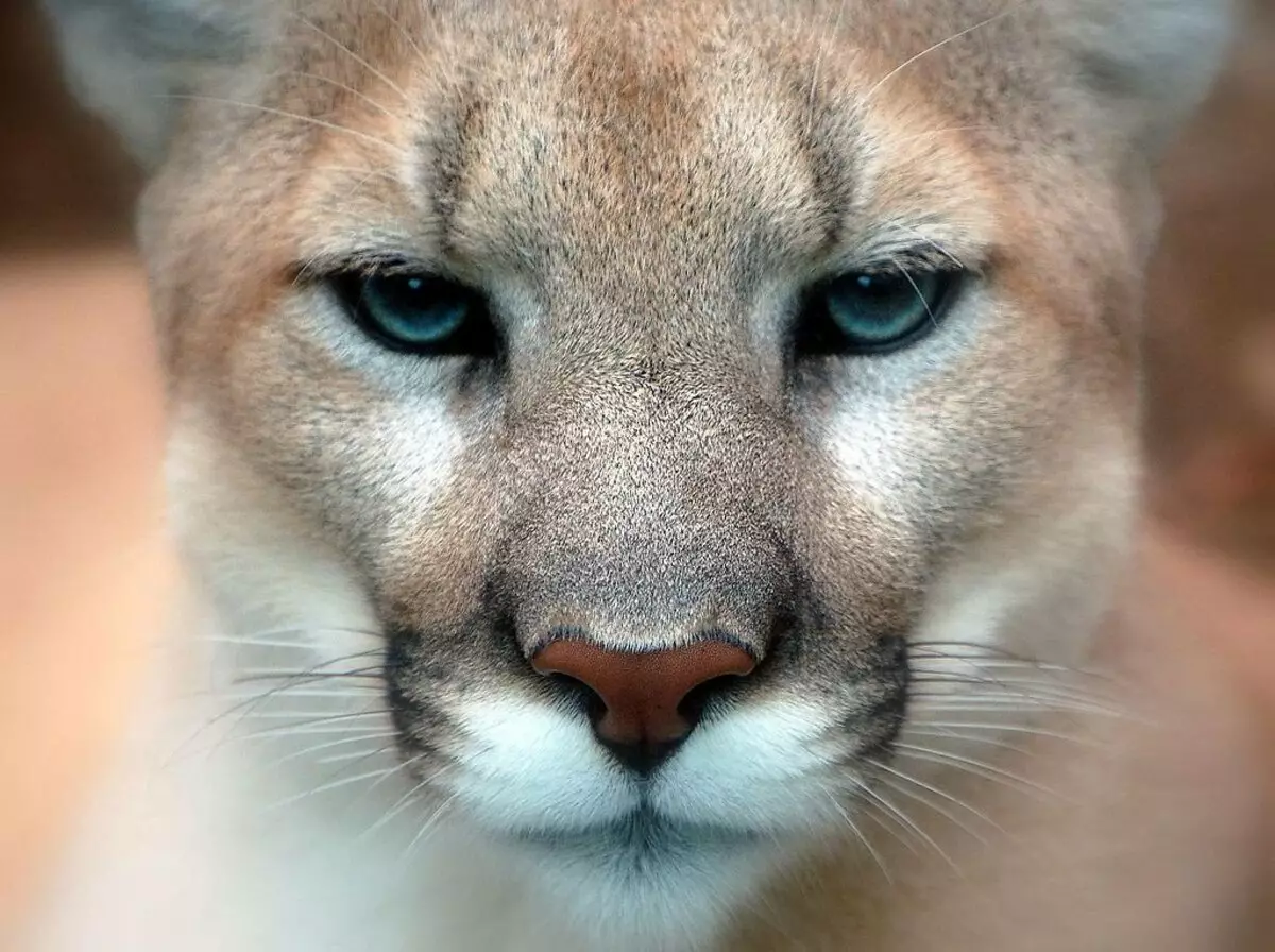 Puma proti jelenom kot način, da bi rešili človeška življenja