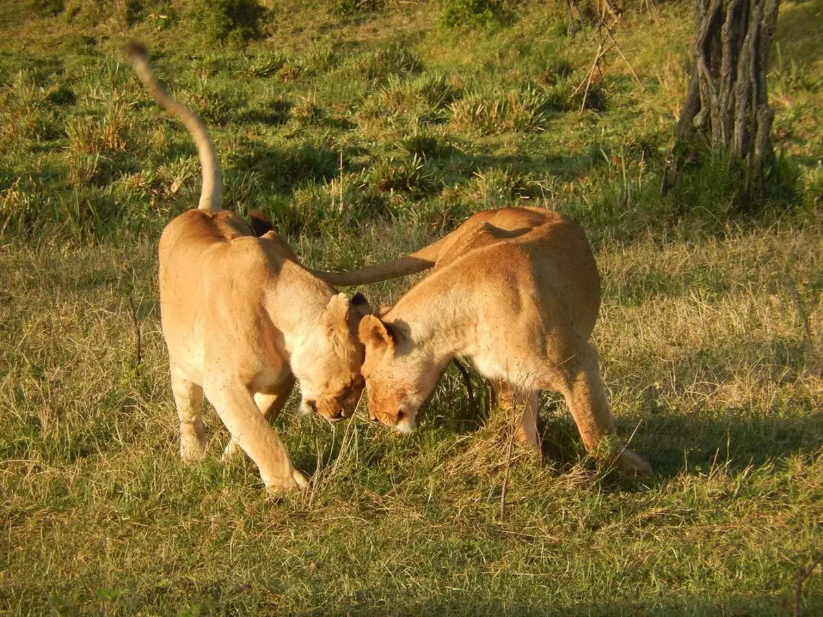 Младите лавови украле камера и отстраниле филм за себе