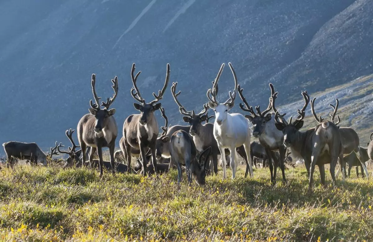80,000 reindeers vdiqën në Yamal