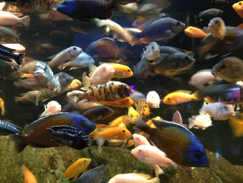 Göteborški organi: Glasna glasba je škodljiva za ribe