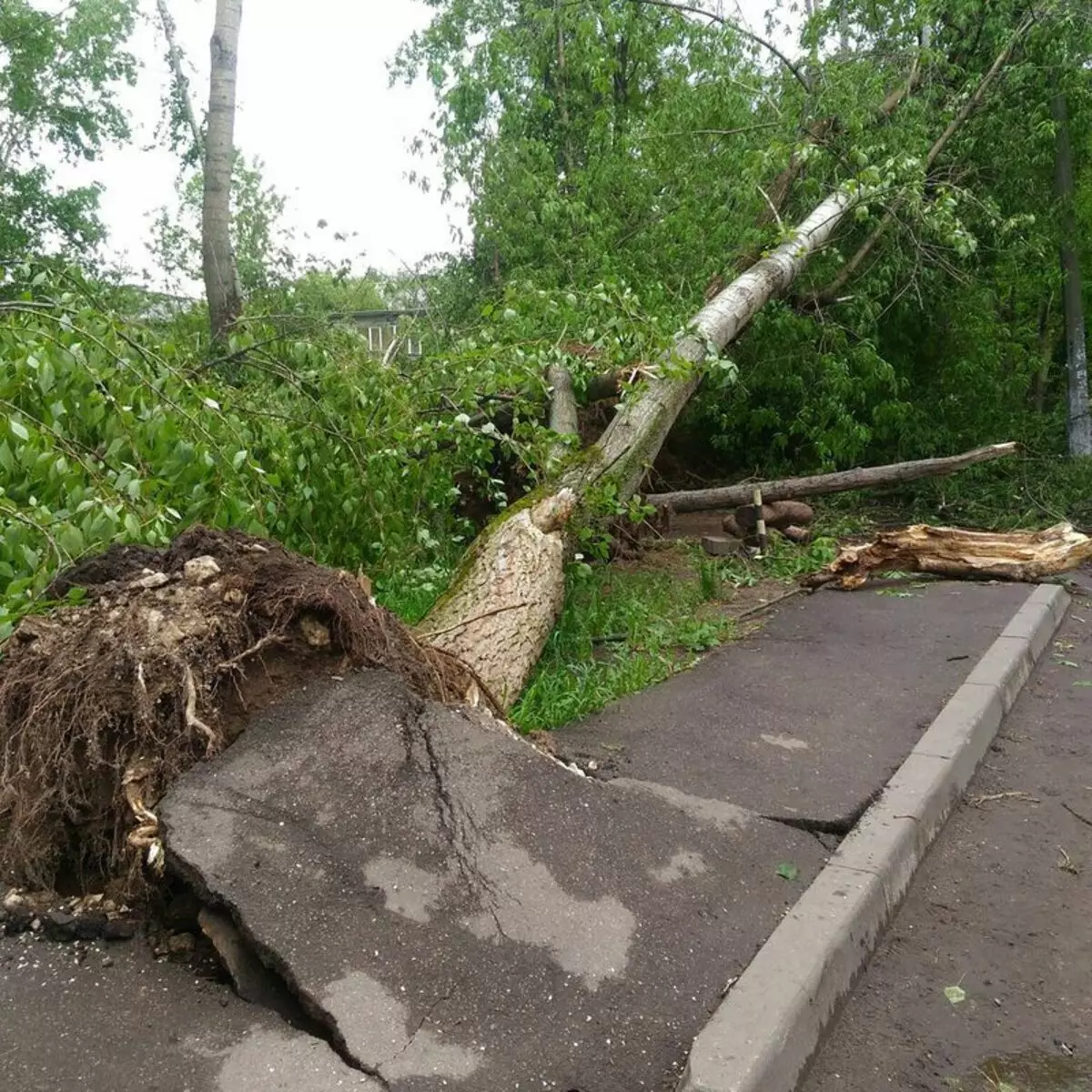 عواقب الإعصار في موسكو: الصور والفيديو