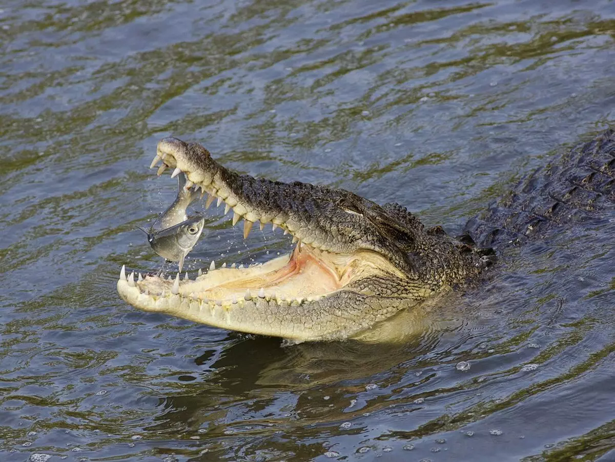 Alligator ving vis en bracht het op de golfbaan: video