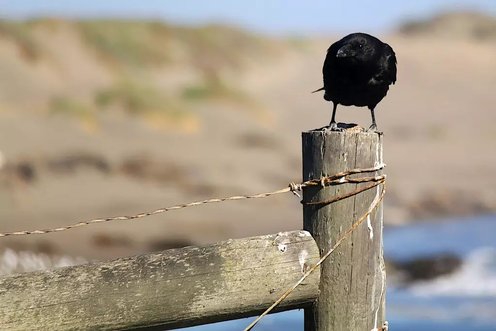 I corvi utilizzano strumenti di ponderazione: video