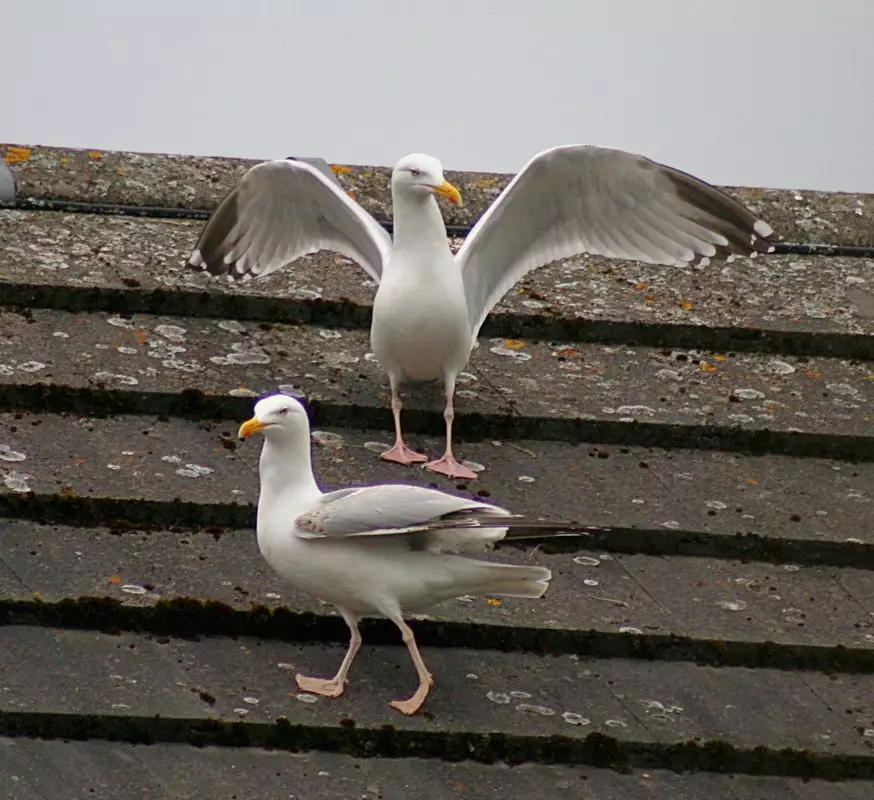 Amor no ar: como as gaivotas reproduzem o seu próprio