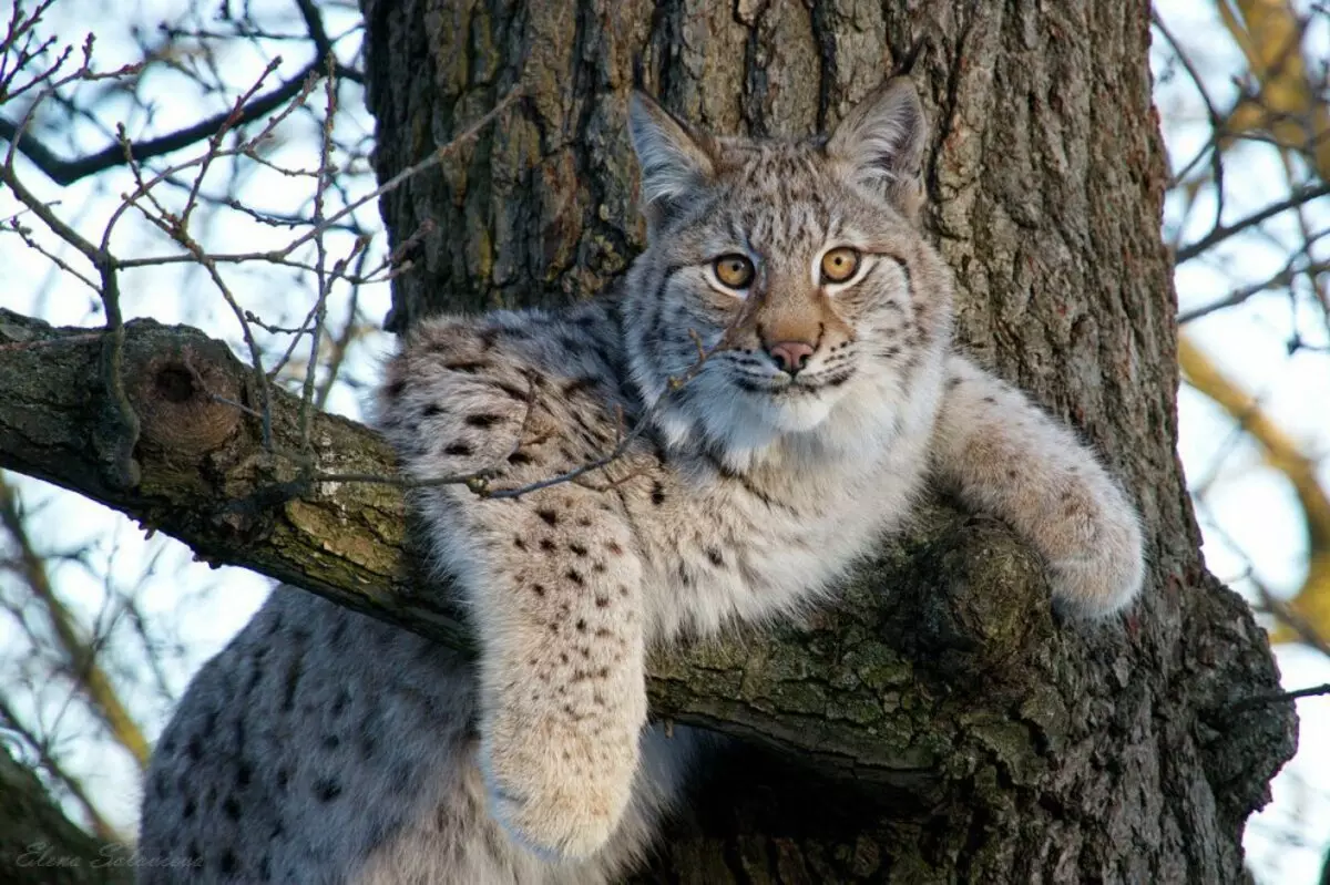 Ghabh Lynx iasc ollmhór: físeán