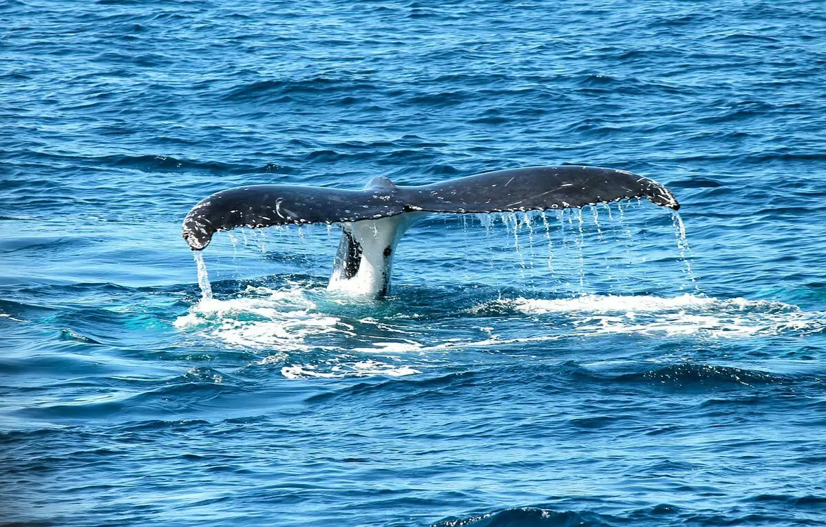 Kosyki se joacă cu balenă albastră: video