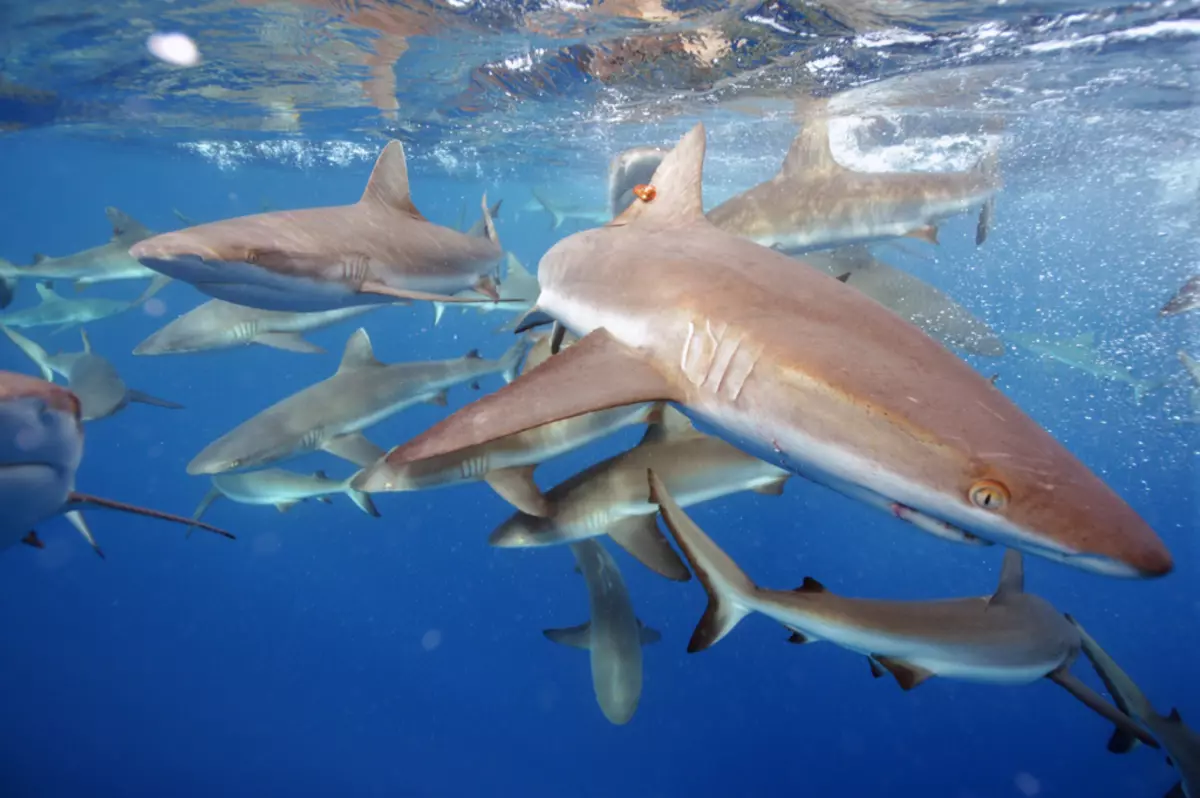 Hoe grijze haaien de voedselpiramide hebben gedraaid