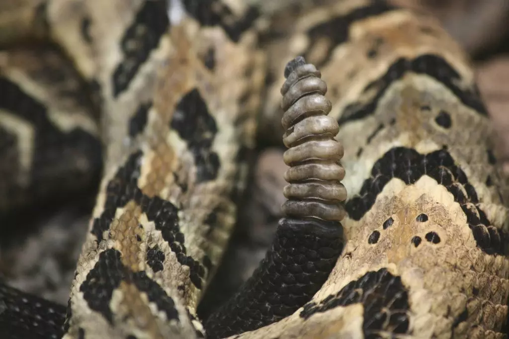 Як влаштований хвіст гримучої змії: відео