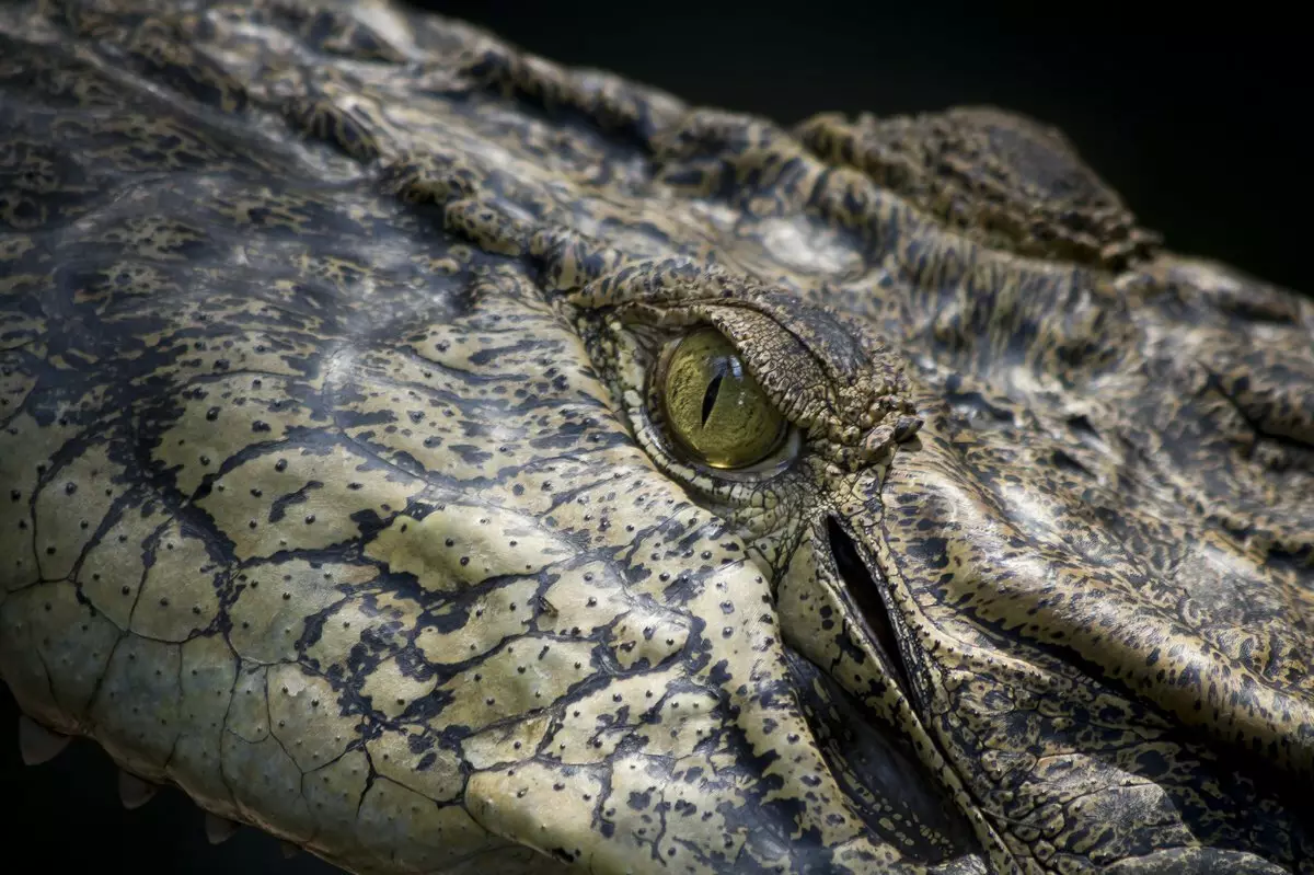 Kodėl krokodilai miega su atvira akimi