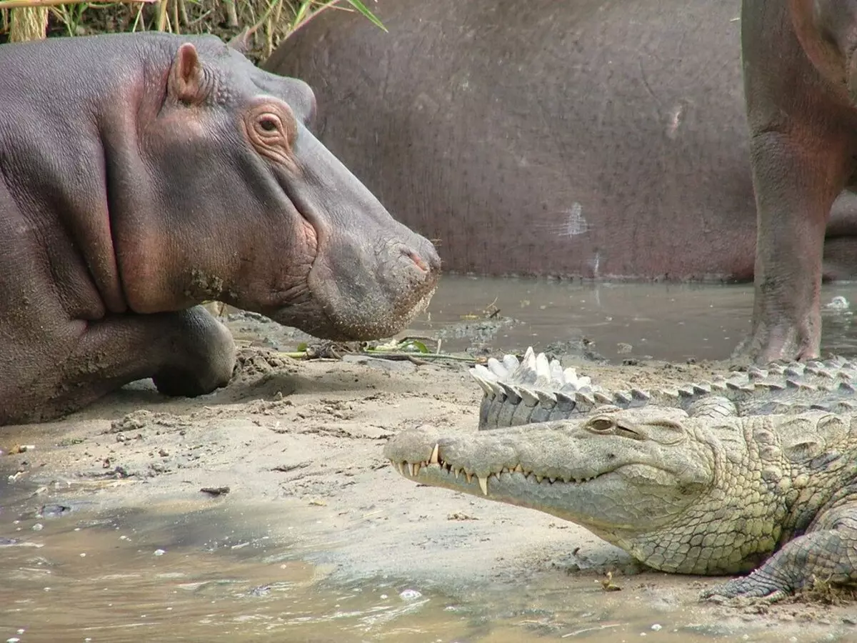 جوان Hypopotam با یک تمساح بازی می کند: ویدئو