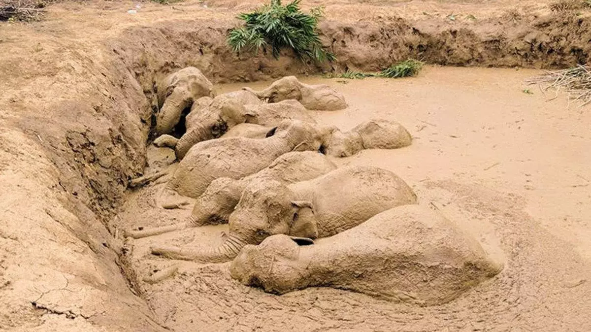 人们从泥坑里拉出一群大象
