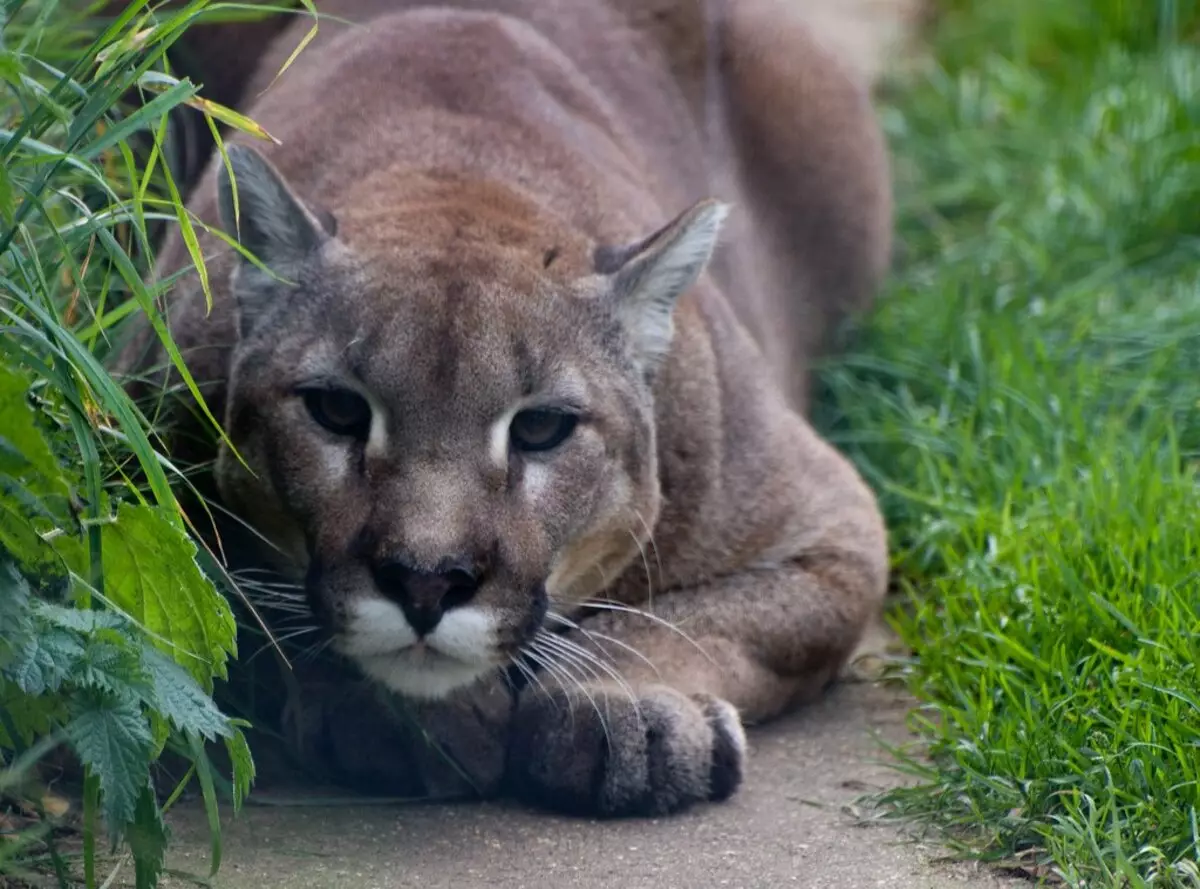 Caccia notturna Puma: Video raro