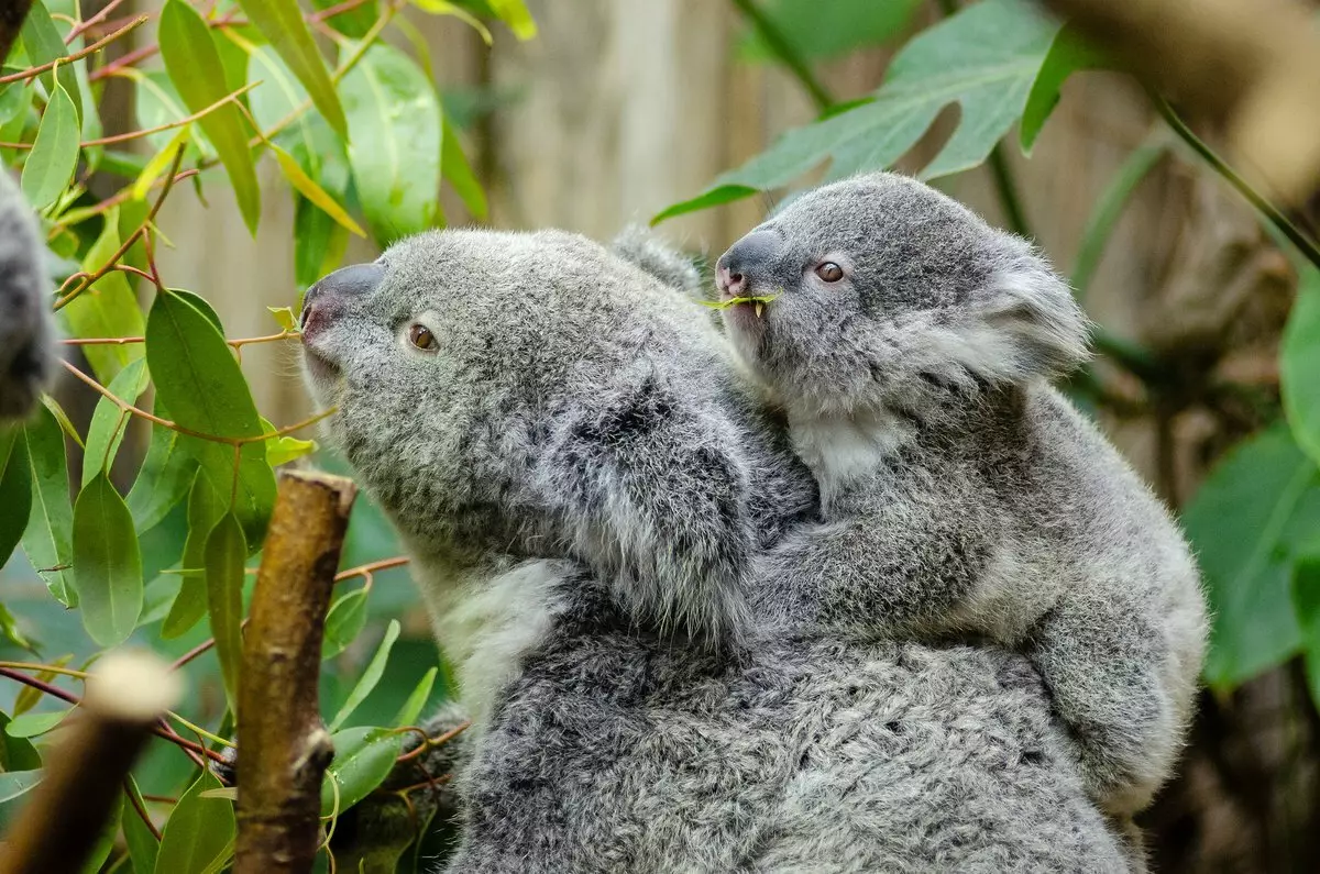 Cubs Koala saiu pela primeira vez a bolsa da mãe: vídeo