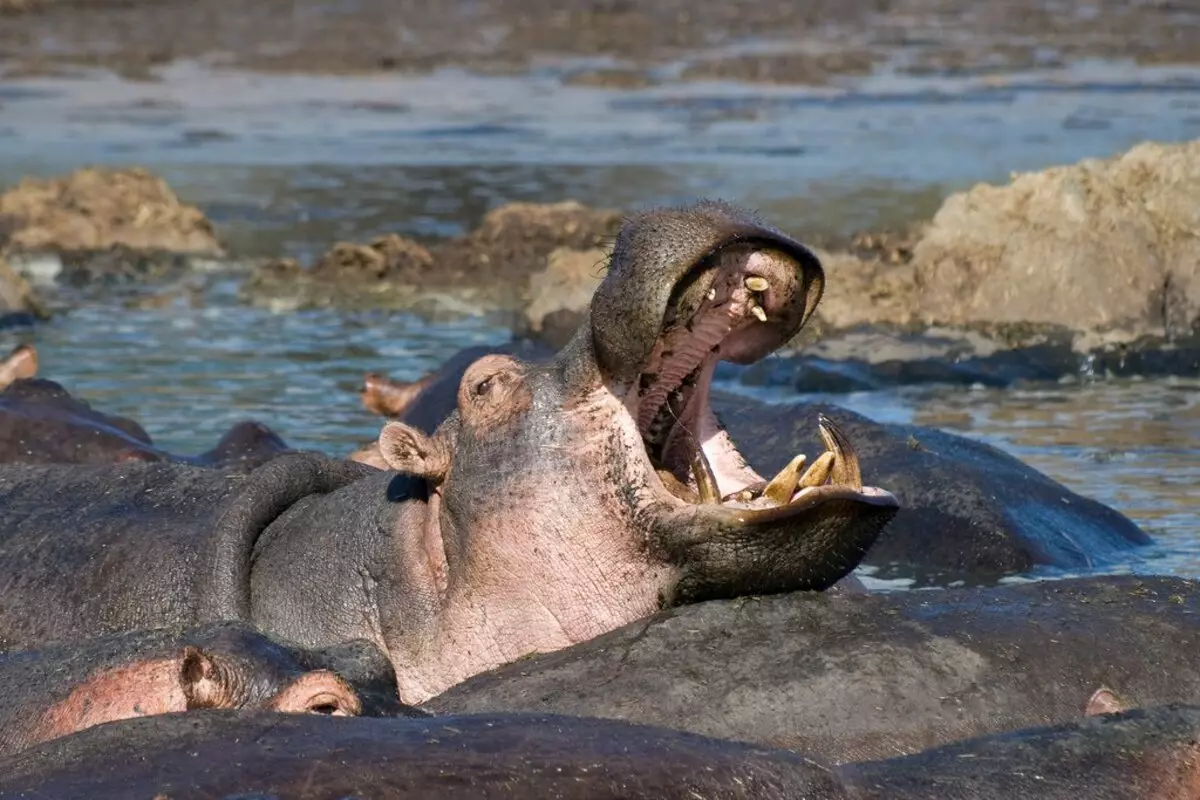Visual proof that hippos is better not to disturb