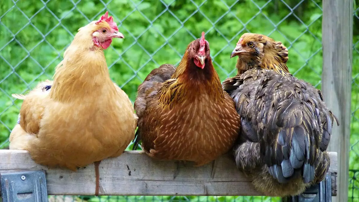 roosters र chics बारेमा 6 अप्रत्याशित तथ्यहरू