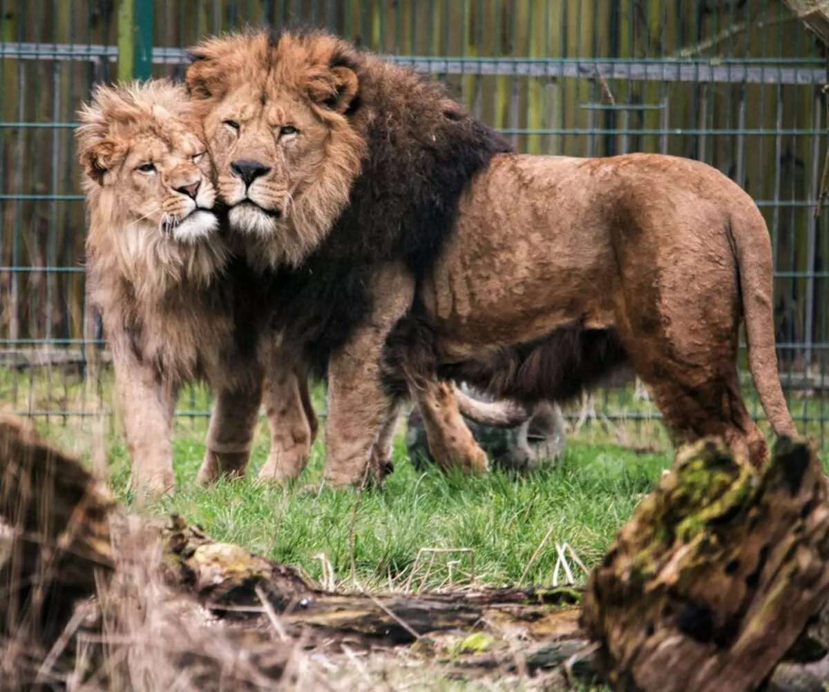 Impossible est possible: Lonely Leo a surélevé un lion orphelin