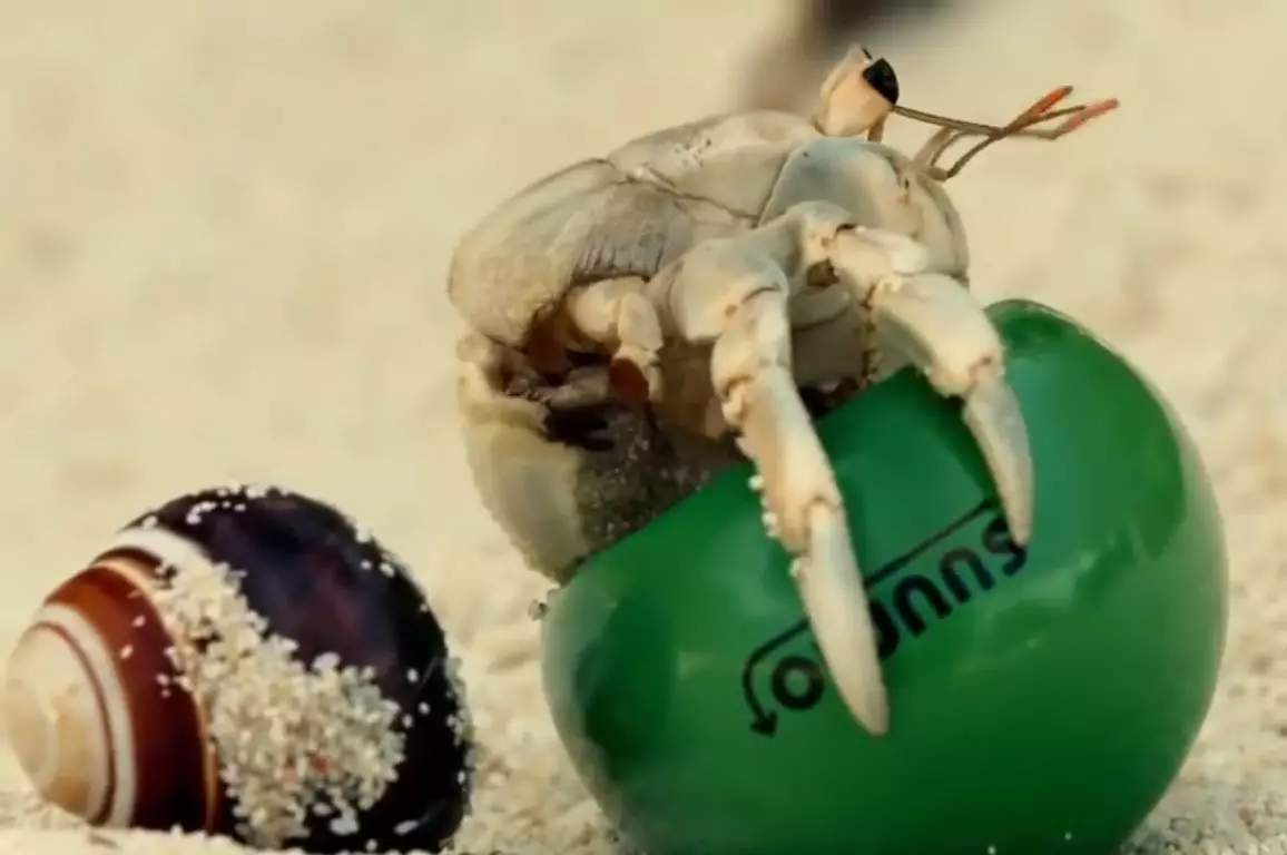 Termiske krabber modtog et nyt hjem fra ejendomsmæglerbureauet