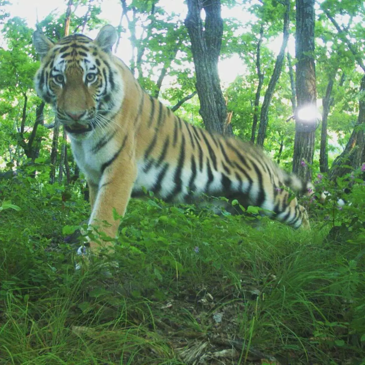 Gwnaeth Tiger Selfie yn y parc