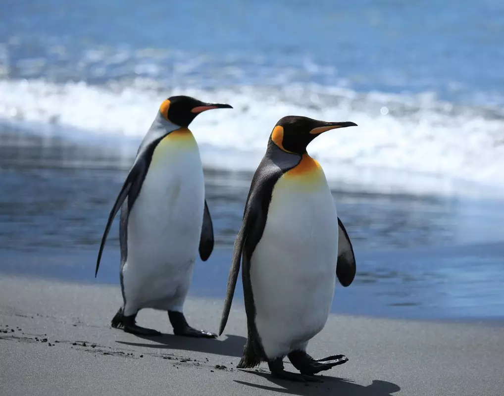 Dicke Pinguine auf dem Laufband: Video