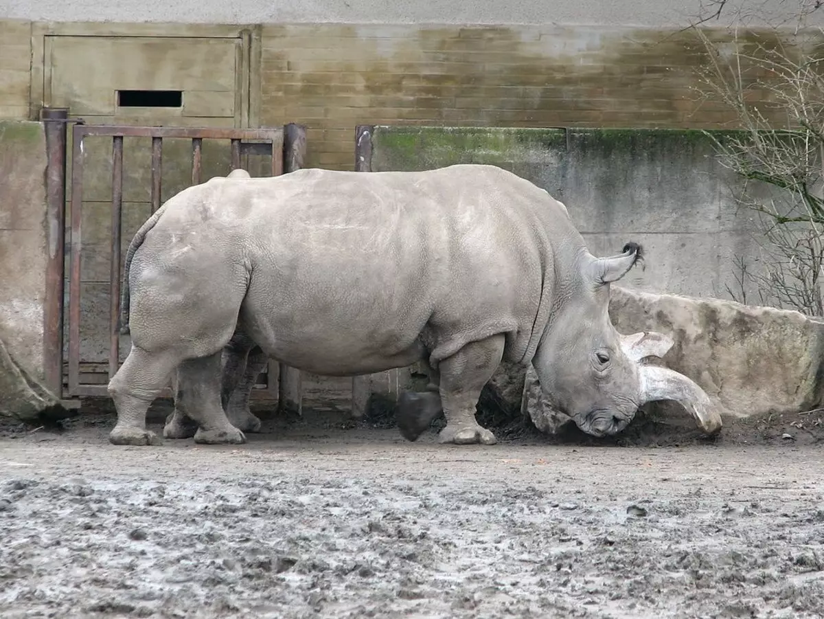 Horn oder Leben: wie Zoos sind gezwungen, Nashörner zu retten