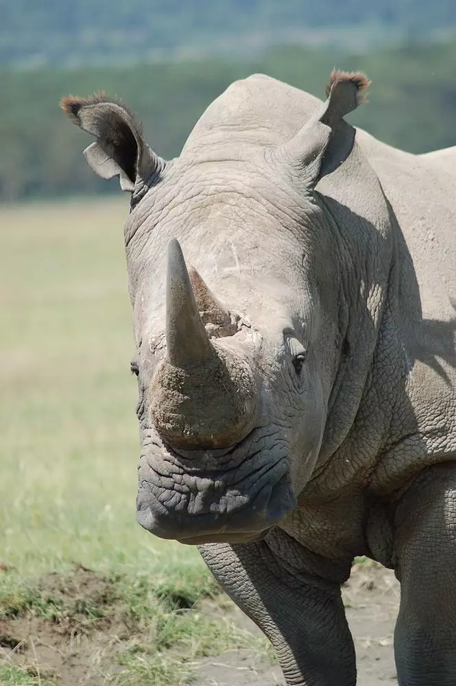 Hoarn as it libben: Hoe dierentuinen wurde twongen om rhinos te bewarjen 22012_2