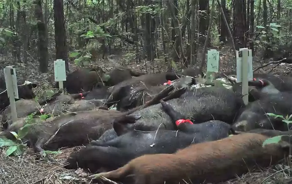 ¿Por qué los científicos dejaron 3 toneladas de cerdos muertos en el bosque: el vídeo