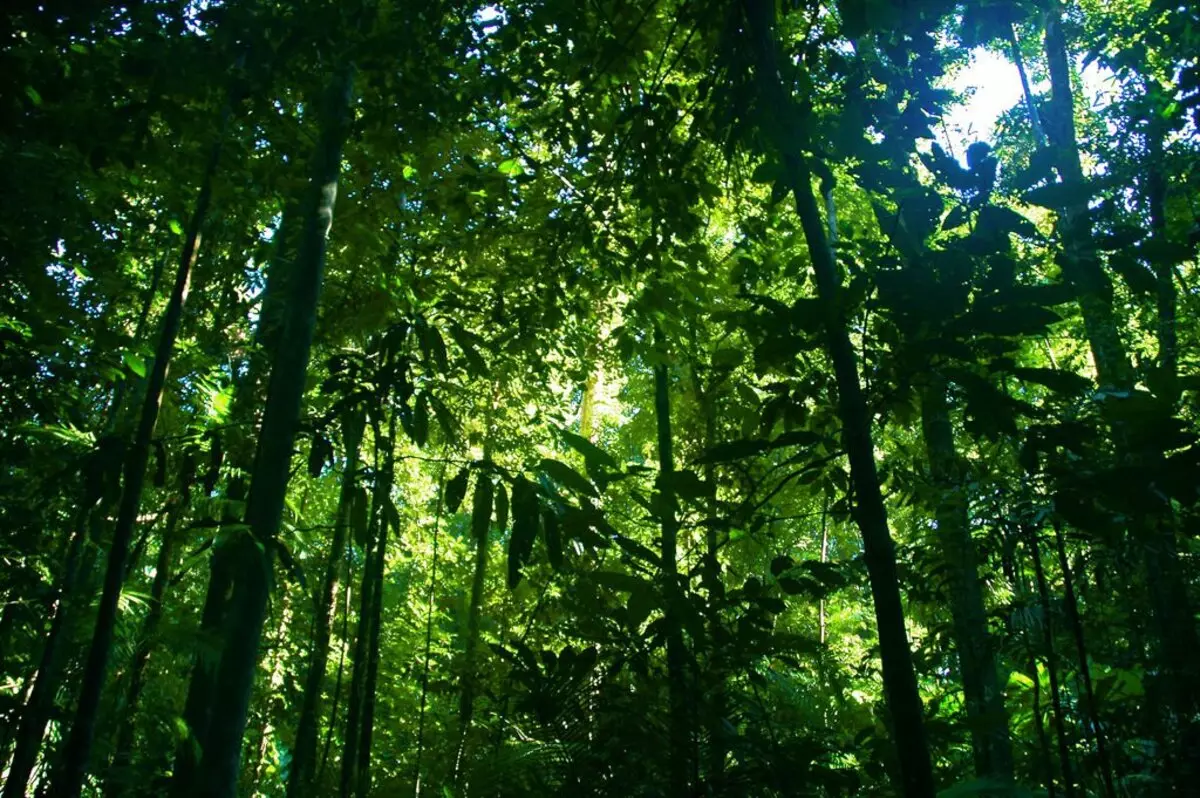 亚马逊雨林将是矿物采矿网站