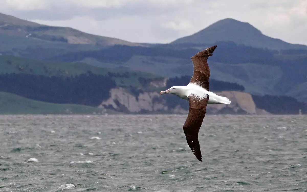 Kuinka monta albatrostersia maailmassa: laskee avaruudesta