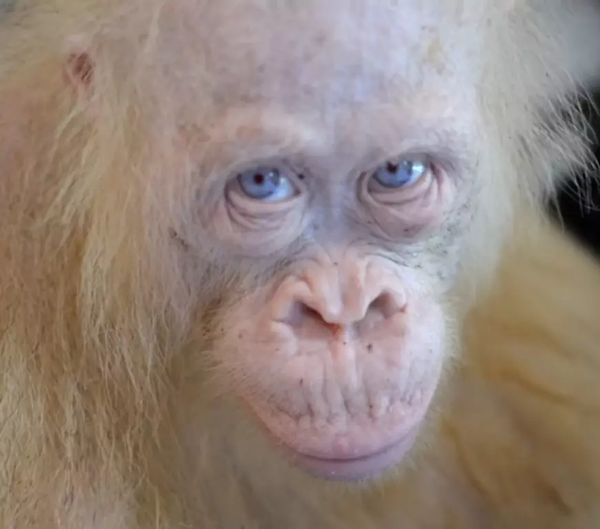 In Indonesia, Orangutan Albino was found: video