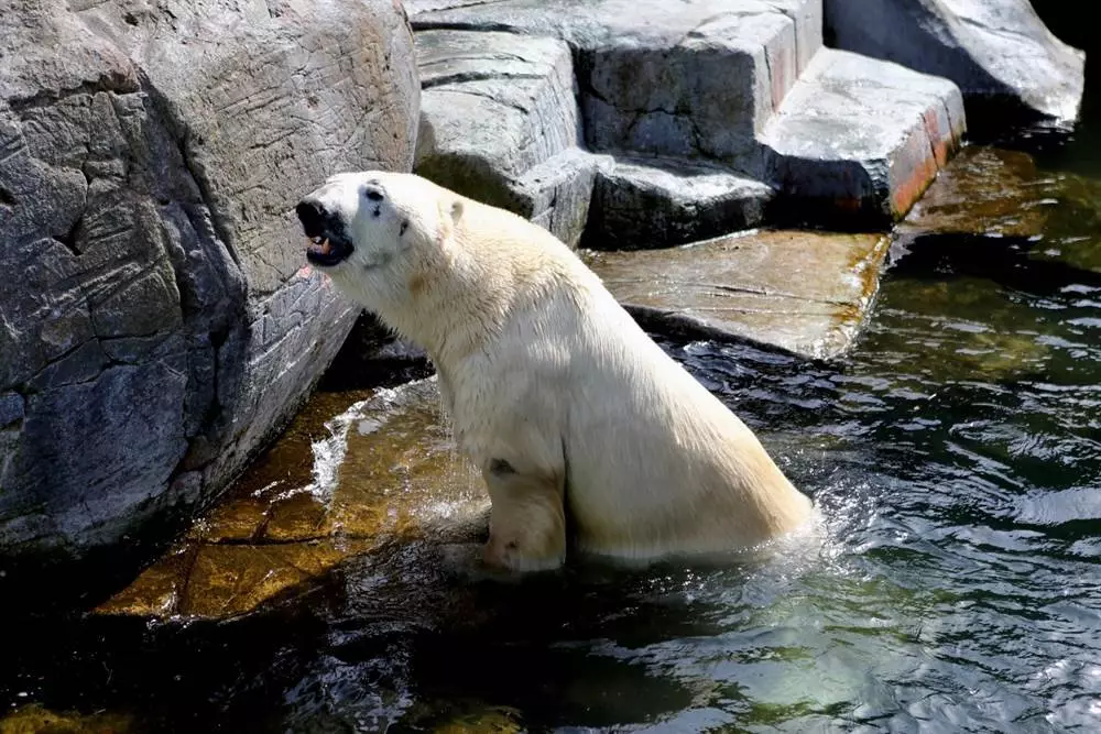 Como os ursos brancos tratam dentes: vídeo