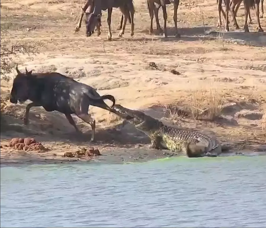 Hippopots Simpen Antelope saka Buaya: Video