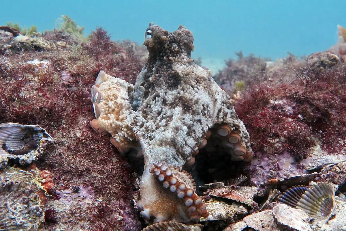 Vond de onderwatersteden van octopus