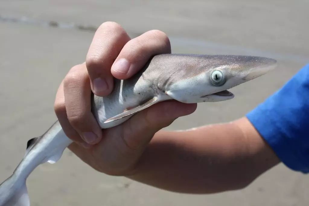 Turiștii vor plăti o penalizare pentru o sesiune foto cu rechin