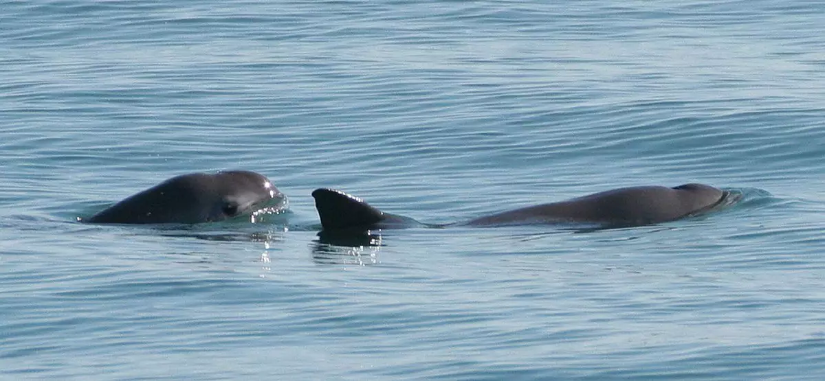 Armada dels EUA salvarà als porcs de mar amb dofins