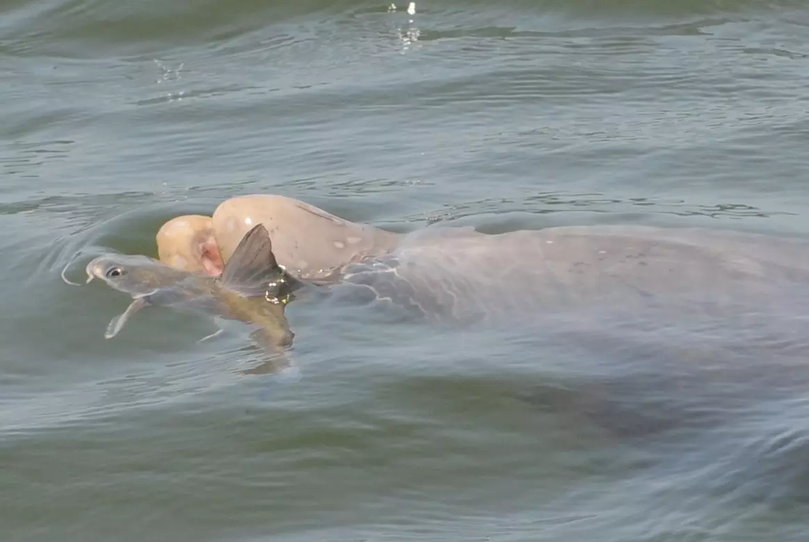 Os golfiños están preparando un peixe de receita familiar: foto