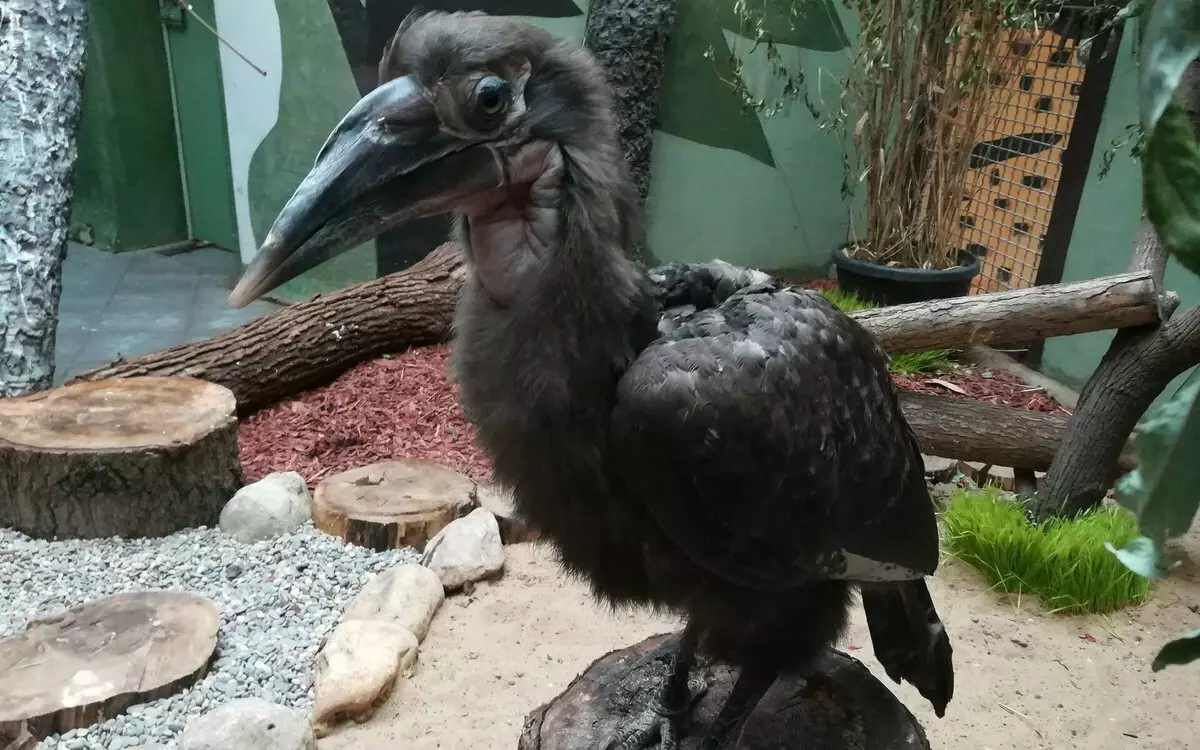 În grădina zoologică Moscova pentru prima dată, sa născut corbul coarne Kafrian