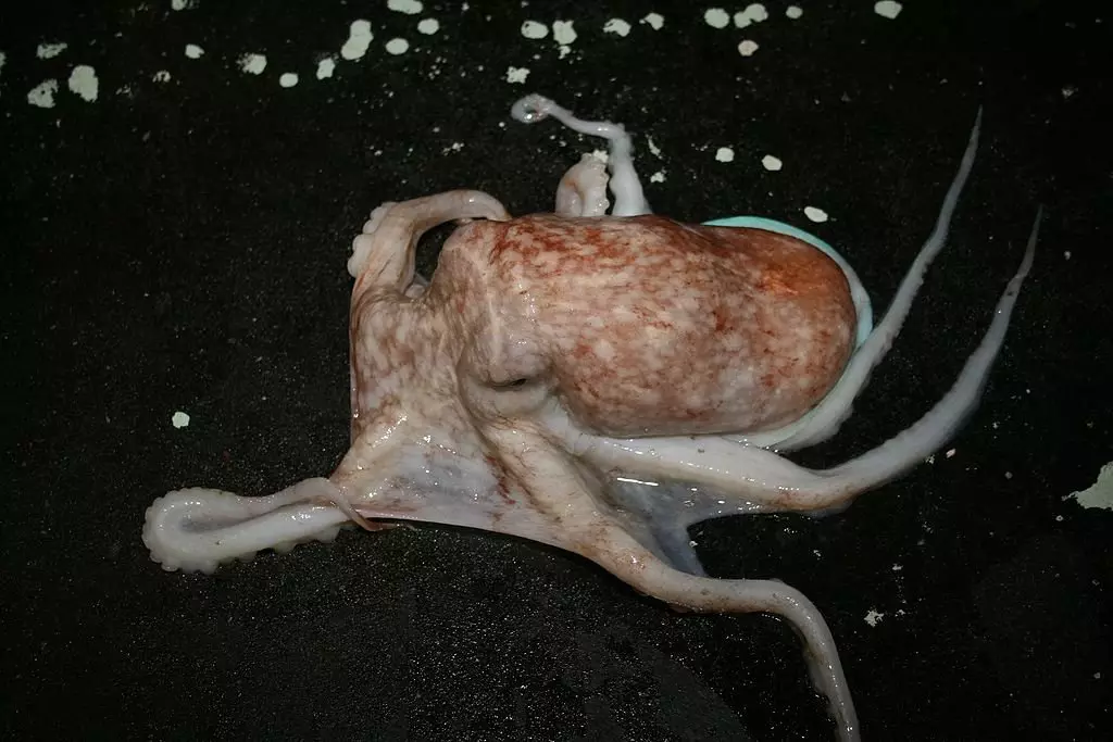 Crispy Octopuses gumapang papunta sa beach sa Wales