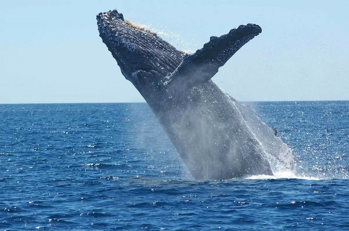 Giant φάλαινα άλματα από το νερό εξ ολοκλήρου: Βίντεο