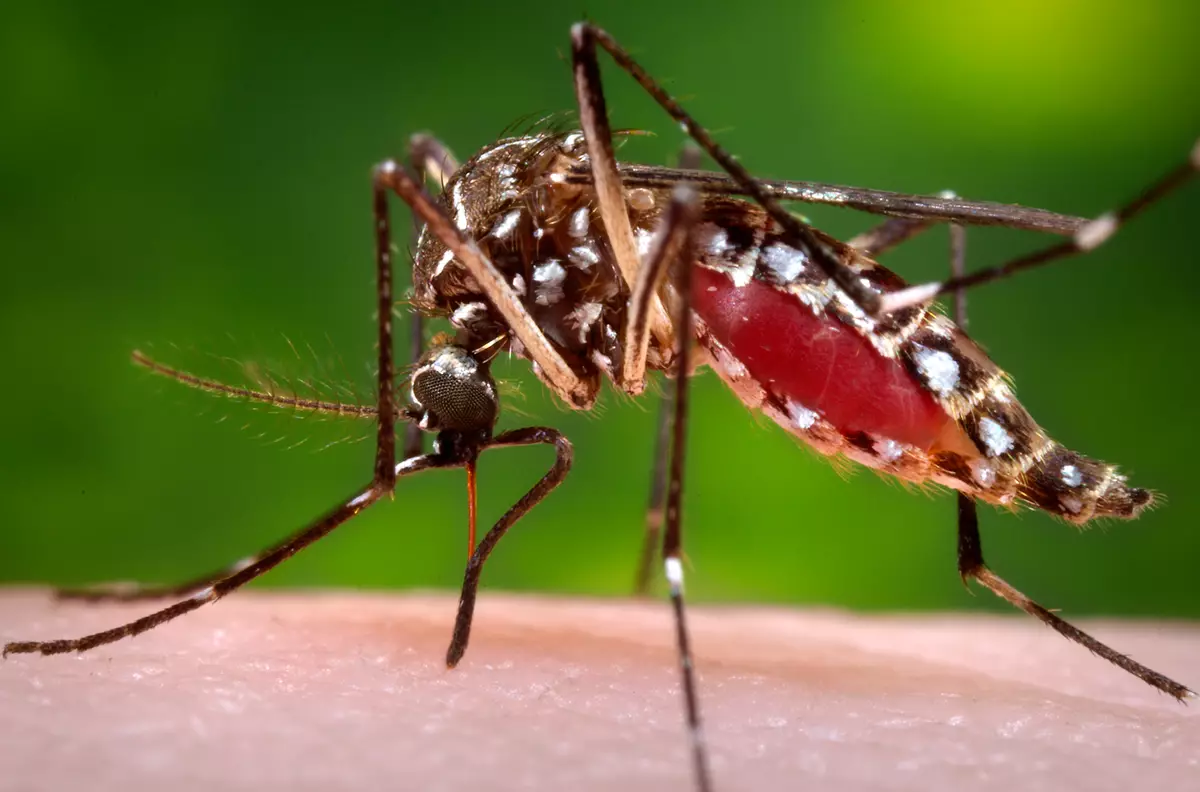 Η θέρμανση στην Αρκτική απειλεί την εισβολή των κουνούπια