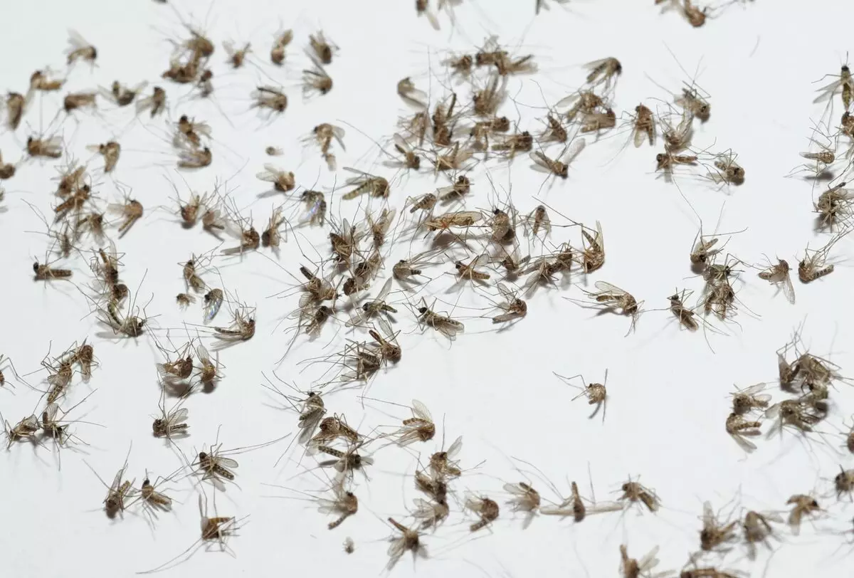 Opwaarming yn 'e arktyske driget de ynvaazje fan muggen 22053_3