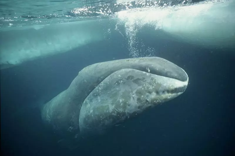 Πέντε ζώα της Αρκτικής, την οποία μπορούμε να χάσουμε