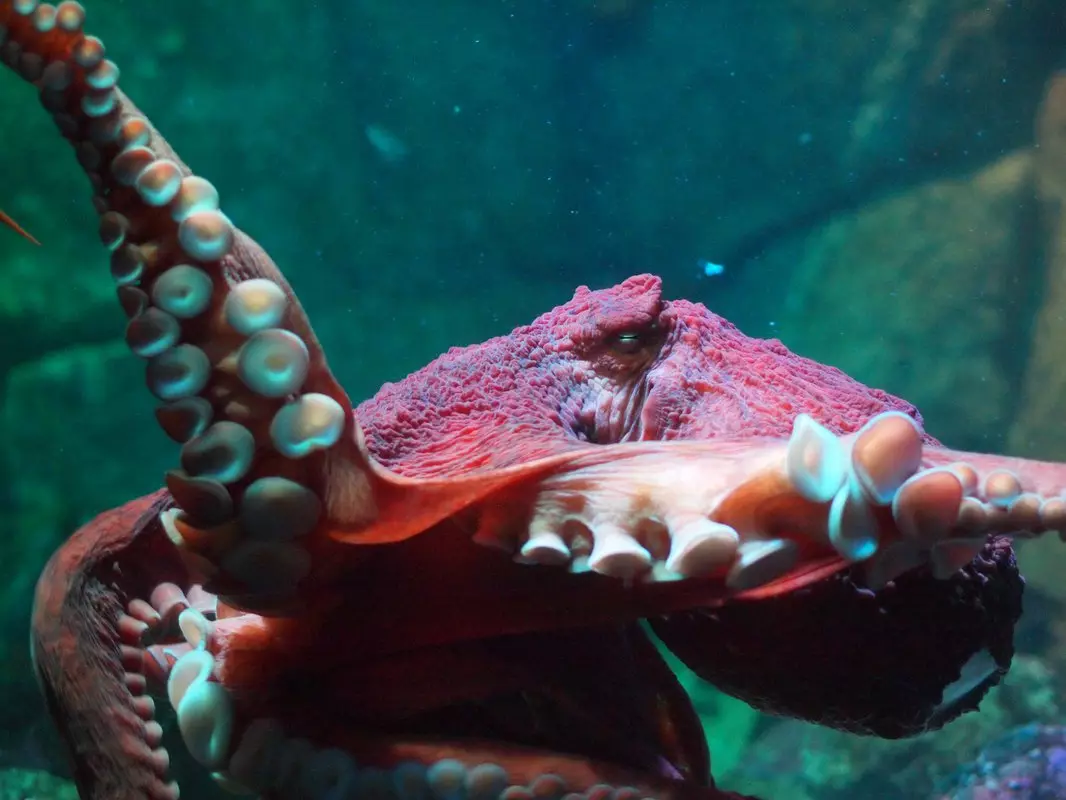 Hvernig Octopuses berst: Video