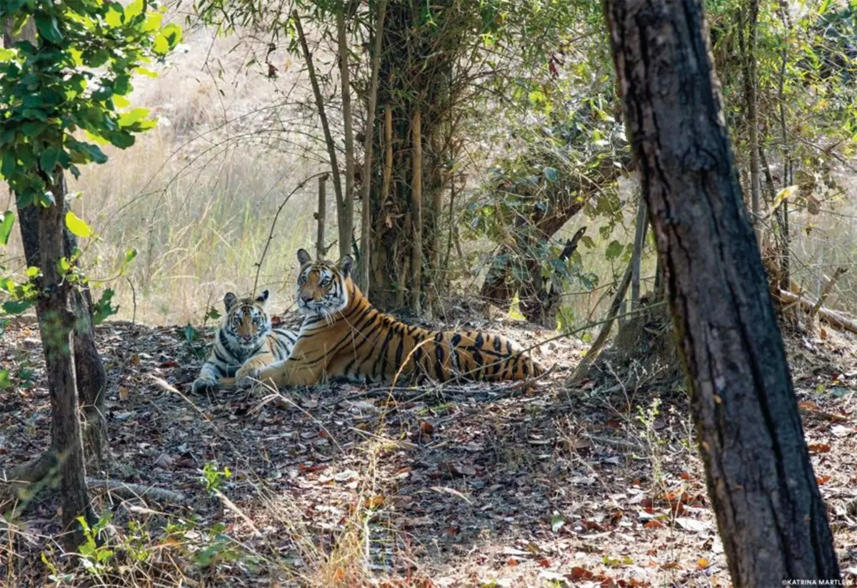 Tailandian aurkitutako tigre arraroen biztanleria berria