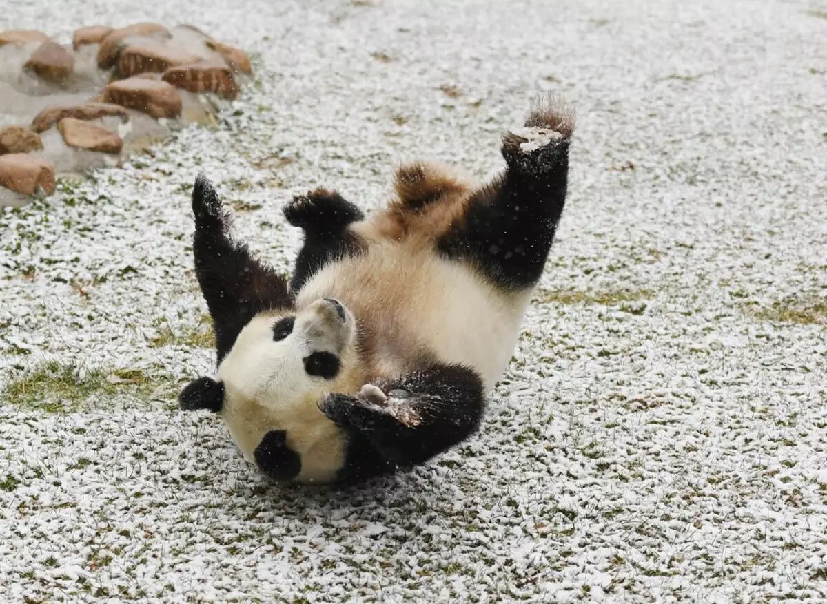 Панда се радува на првиот снег: видео